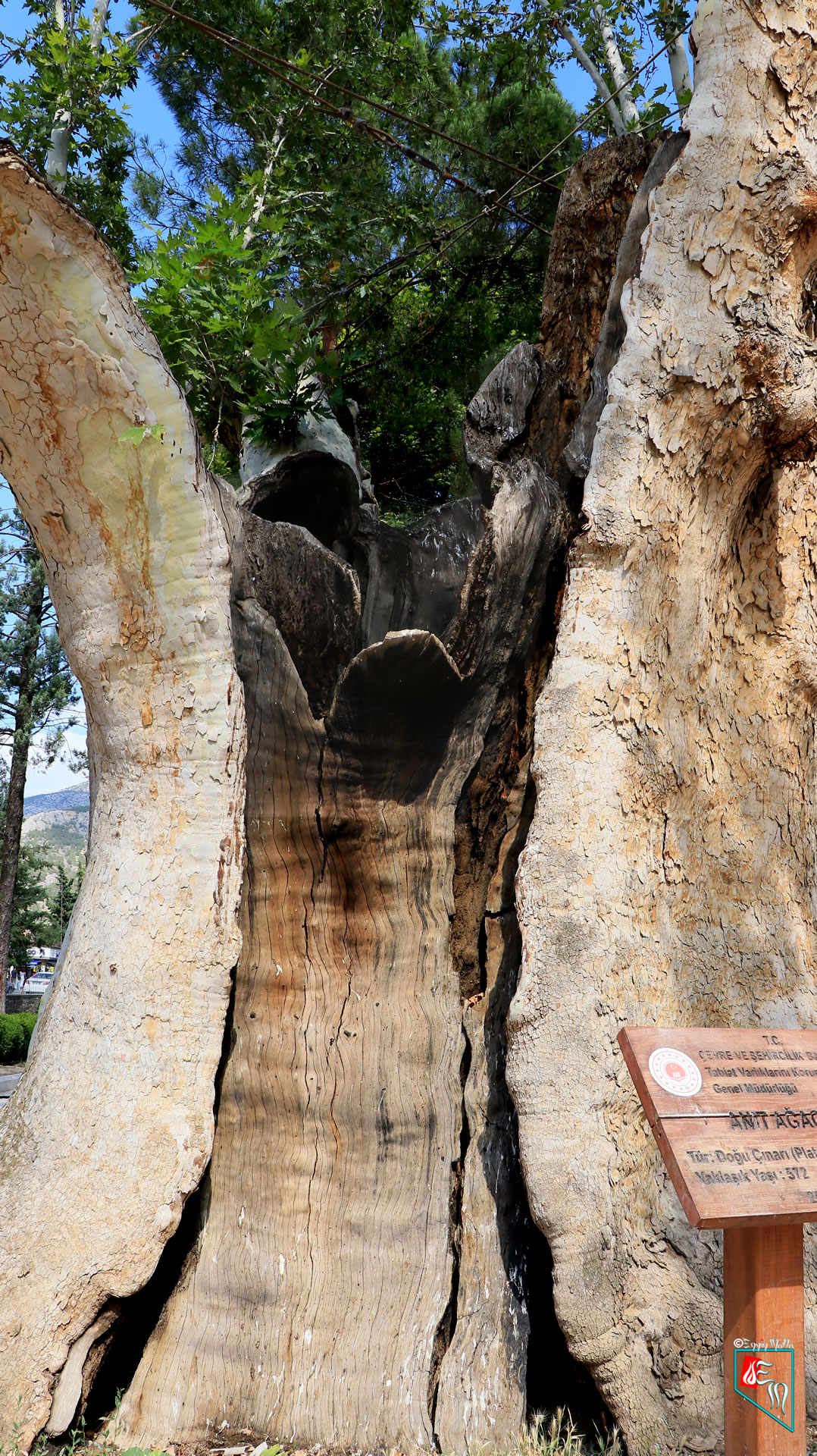 Monumental Tree 1, Amasya • Location, Photos and Information About It ...